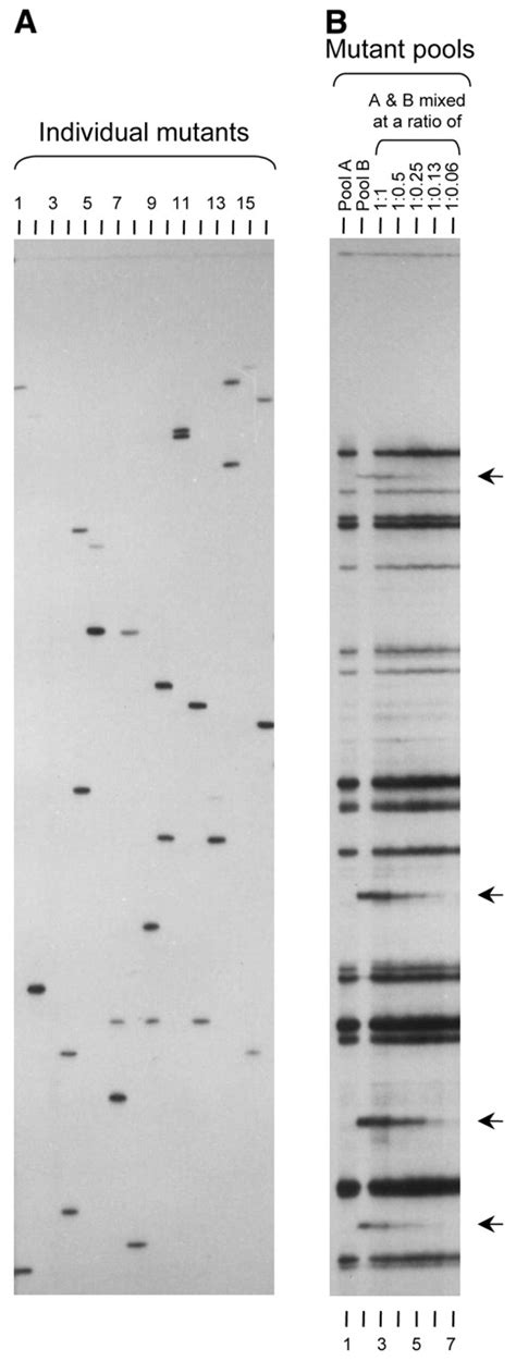 Selective And Quantitative Amplification Of Targets A Selective