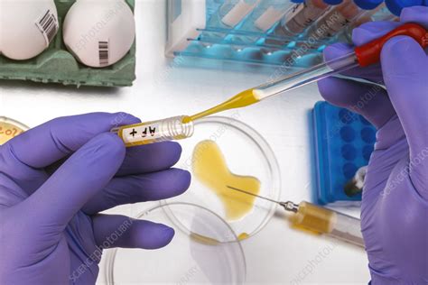 Sample Testing Of Eggs Conceptual Image Stock Image F037 2386 Science Photo Library