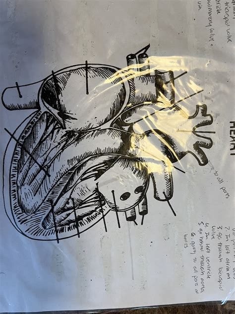 Anatomy Labeling Heart Diagram Quizlet Anatomy Labeling Heart Diagram Quizlet