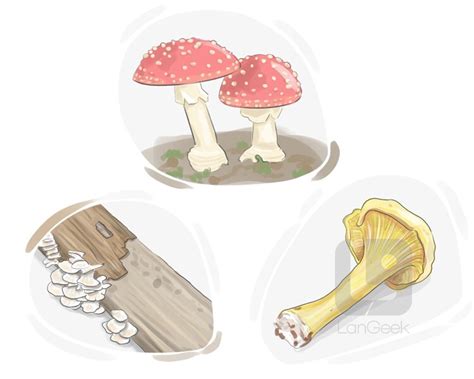 Fungi Definition