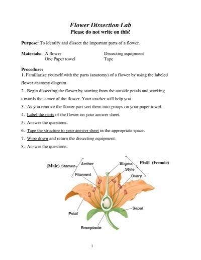 Flower Dissection Lab Activity Answers Best Flower Site