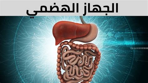 اقرأ عن الجهاز الهضمي ومكونات الجهاز الهضمي للإنسان ووظيفته