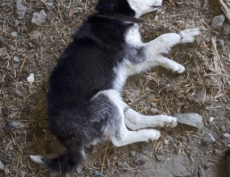 Откриха мъртво куче в двора на къща във Видинско