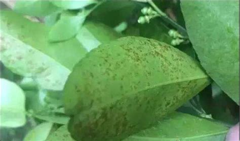 砂糖橘黃斑病症狀發病規律及防治方法 每日頭條
