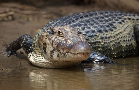 Black Caiman Size Diet Habitat And Facts Britannica