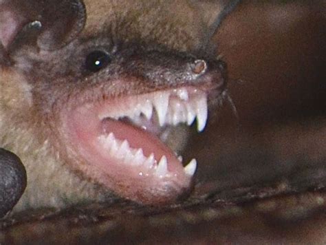 How Big Are Bat Teeth At Justin Pope Blog