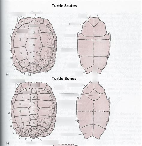 Turtle Shell Scutes And Bones Diagram Quizlet