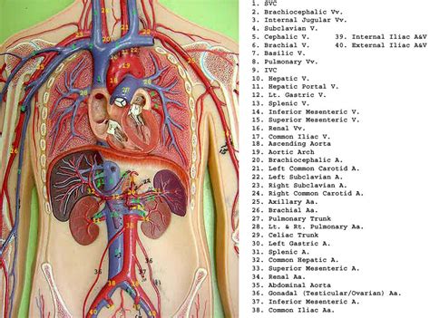 Anatomy Human Torso Model Labeled Organs At Stephanie Ashbolt Blog