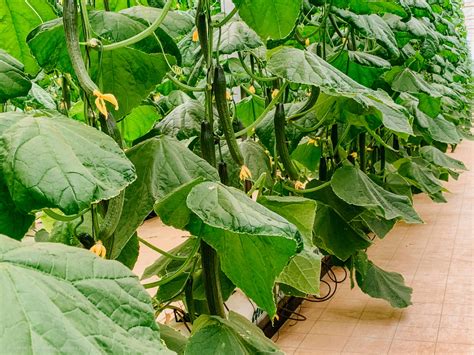 Tipos De Plantas De Pepino Cultivo De Pepino Todo Lo Que Necesitas