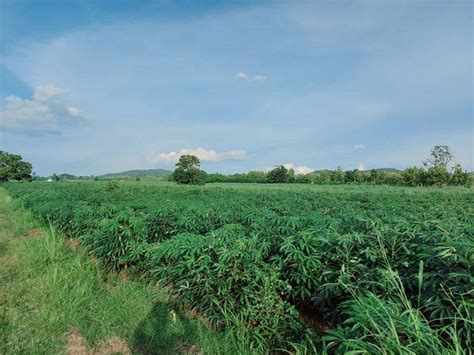 ขายที่ดิน 17 ไร่เศษ โฉนด ต วังไทร ที่ดินร้อยแปด คอม