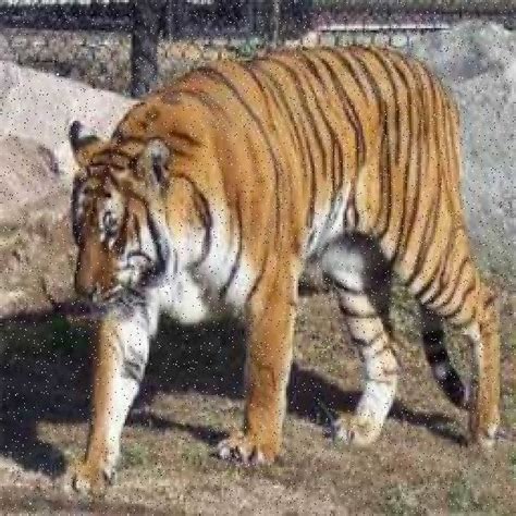 Tiger Identification Object Detection Dataset V1 2023 04 08 9 29am By My Projects