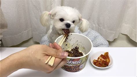 짜파게티 먹고 정신 못차리는 강아지 Youtube