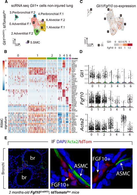 Scrna Seq Analysis Of Gli1 Cells Confirms The Presence Of An Rsmc