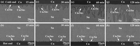 Asymmetric Growth Of Cu Sn Imcs Due To Temperature Gradient [64] Download Scientific Diagram