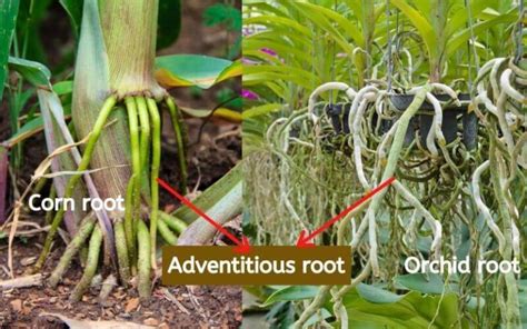 Explained 3 Types Of Roots Functions Of Roots Taproot Fibrous And Adventitious Roots