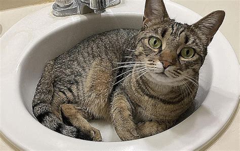 Premium Photo Cat File