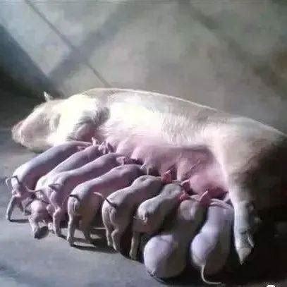 哺乳仔猪教槽太困难学会这几招保管有用 乳猪