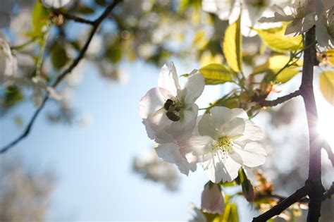 전체 식민지에 대 한 음식으로 꽃가루와 꿀을 수집 하는 벌 꿀 꿀벌 꽃가루와 꽃봄 시간 꽃이 만발한 사쿠라 벚꽃 나무 공원에서 여가 자유 시간을 즐길 수 0명에 대한 스톡