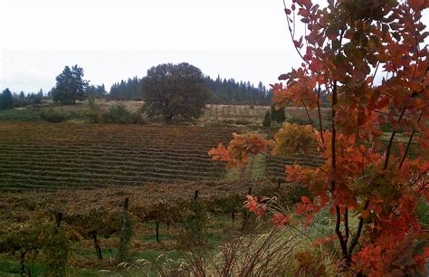 Make A Run For It Apple Hill Harvest Run Race Report