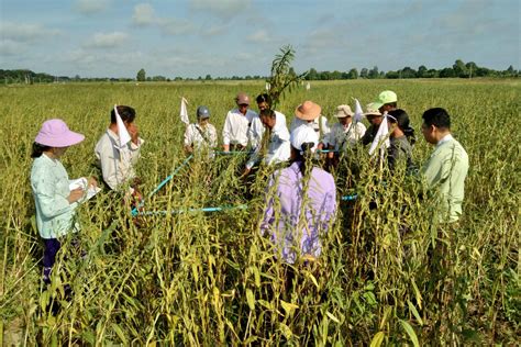 တောင်တွင်းကြီးမြို့နယ်တွင် ဆီထွက်သီးနှံ နှမ်း စံကွက်ရိတ်သိမ်းပွဲ ကျင