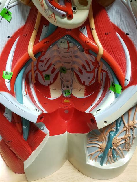 Final Exam Spinal Cord Spinal Nerves And Spinal Plexuses 1 Diagram Quizlet