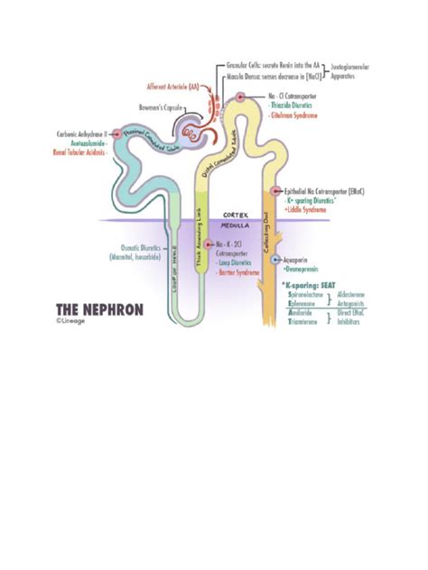 Nephron Pdf
