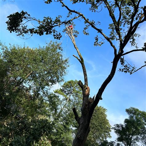 The 10 Best Tree Services In Atlanta GA With Free Estimates