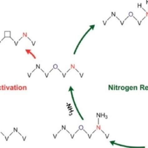 Proposed Reaction Pathway For Nitrogen Reduction On The Surface Of Download Scientific Diagram