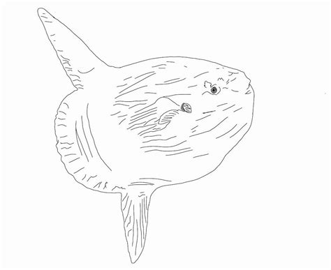 The Hoodwinker Sunfish