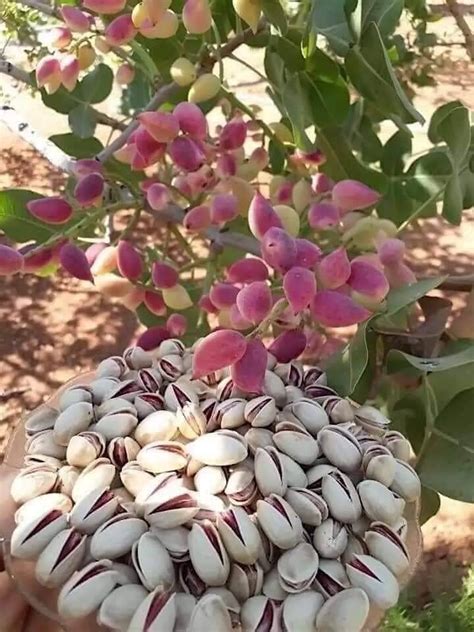 5 Pistachio Nut Tree Seeds For Planting Pistacia Vera
