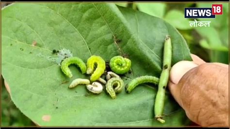 किसान परेशान मूंग की फसल में लग गए कीड़े एक्सपर्ट ने कहा ऐसे करें