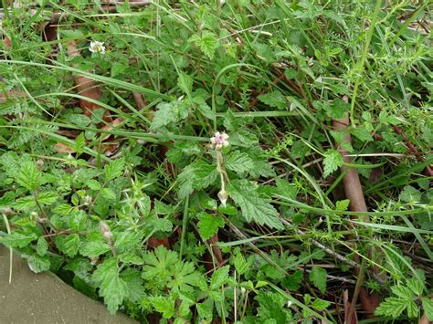 Sambar Browse Plants Wild Raspberry Australian Deer Association