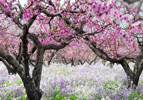 北京平谷桃花音乐节开幕 可赏世界级桃花景观 园林资讯