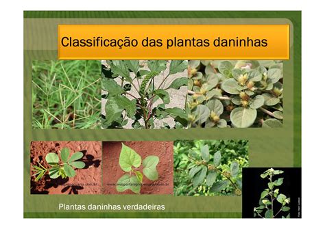 Aula 01 Importancia E Biologia De Plantas Daninhas Pdf 1pdf