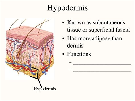 Hypodermis Plant