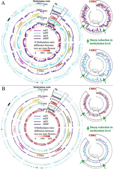 Methylation Related Genes Affect Sex Differentiation In Dioecious And