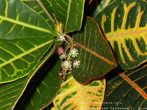 Кодиеум, кротон - Все о комнатных растениях на flowersweb.info