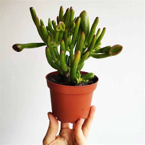 Крассула Хоббит Crassula Ovata Hobbit укорененный черенок 1шт купить на Ozon по низкой цене