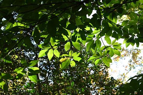 Ficus Erecta Fruits And Leaves Moraceae Dioecious Shrub Stock Image Image Of Japan Moraceae