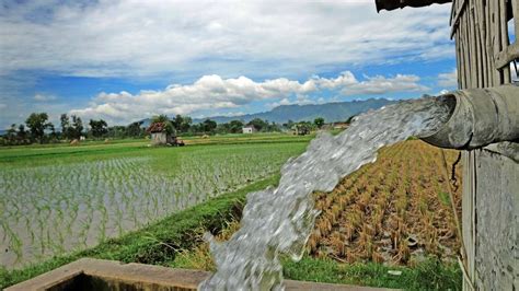 Critical Stages Which Are The Critical Stages Of Irrigation For Rice