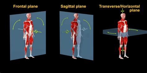 What Is Tibial Rotation And Why You Should Know About It Squat University What Is Tibial Rotation And Why You Should Know About It Squat University