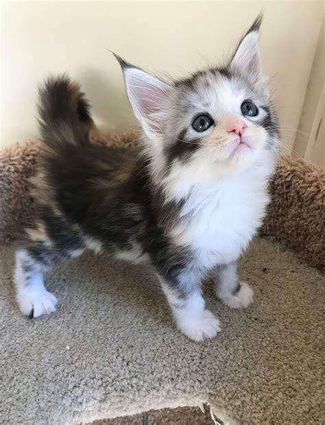 Grey And White Maine Coon Kittens