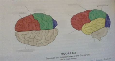 Superior And Lateral Views Of The Cerebrum Diagram Diagram Quizlet