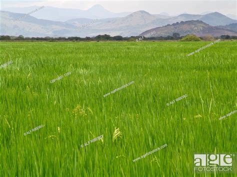 Farming Rice Irrigated Indigenous Raposa Do Sol Pacaraima Roraima