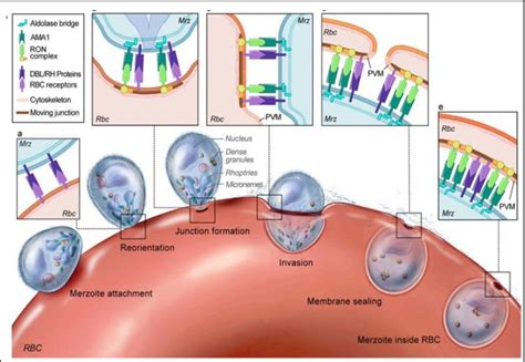 Figure 6 From Molecular Characterization Of The Apical Membrane Antigen 1 Polymorphisms In
