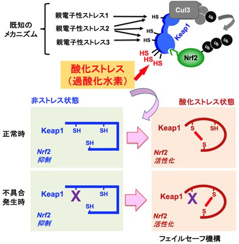 酸化ストレスを感知する仕組みを解明 ―何重にも張り巡らされたストレス感知のための巧妙な仕組み― 国立研究開発法人日本医療研究開発機構
