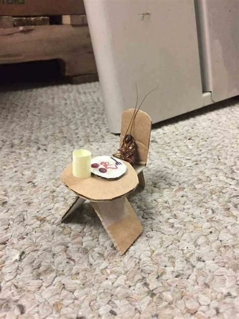 Spongebob Cockroach  Spongebob Cockroach Hamburger Discover Share