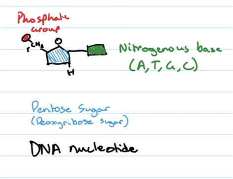 Dna And Rna Flashcards Quizlet