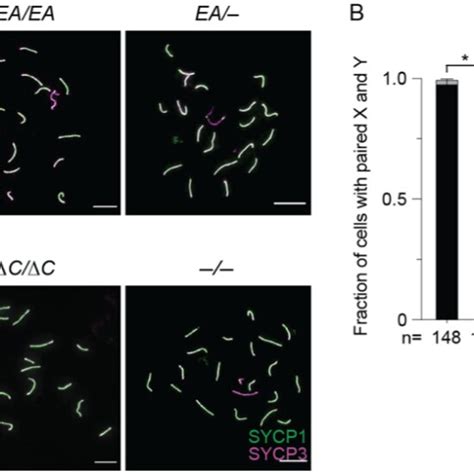 Sex Chromosome Pairing Relies On Ankrd31 Rec114 Interactions A