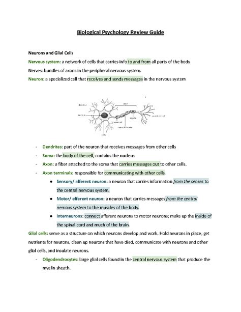 AP Psych Unit Study Guide Biological Bases Of Behavior BBB Studocu